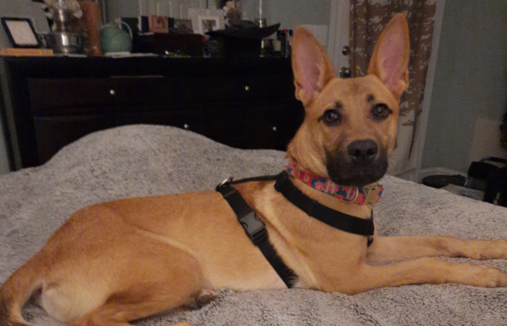 Basenji German Shepherd Mix