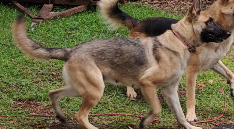 Light Sable German Shepherd