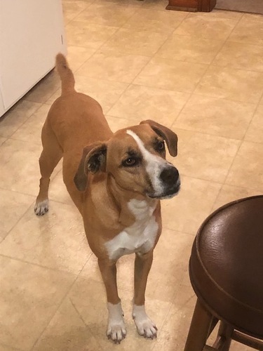 Boxer Beagle Pitbull Mix